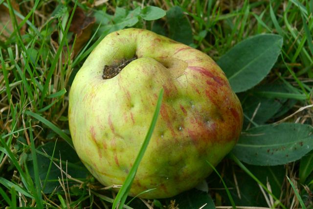 Canoe Corner: Why are my Apples Falling Off the Tree?