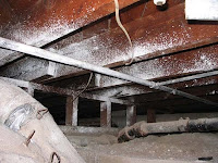 White Mold in Crawl Space - White Mold Under House | White Mold In ...