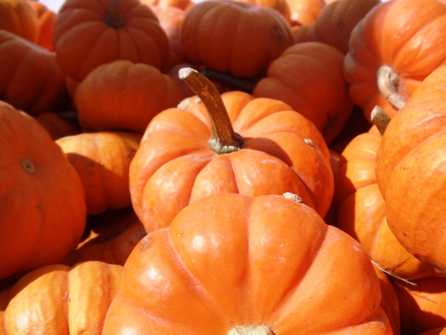 Fall family fun on the farms of Northern Virginia | Things to See and ...