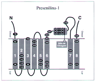 Mal de Alzheimer: A Proteína Presenilina1 Como Fator de Risco na Doença.
