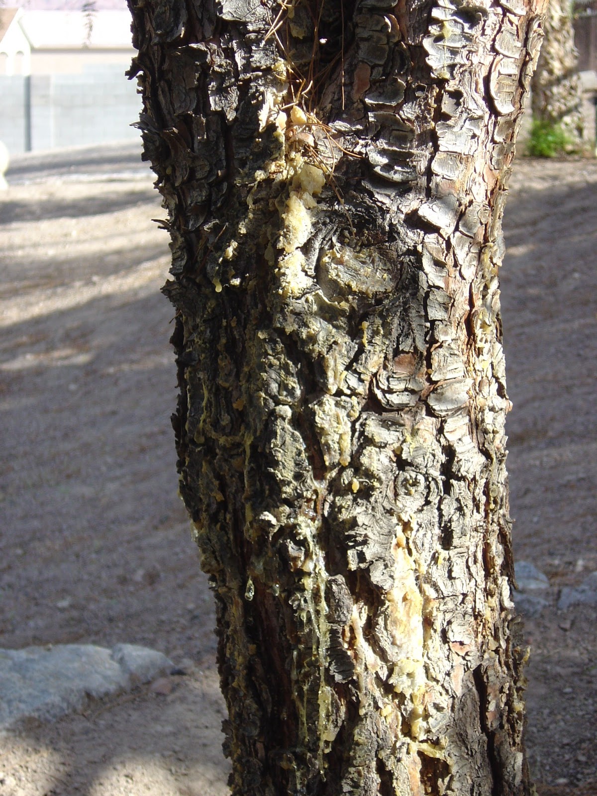 Xtremehorticulture of the Desert: Pine Trees Produce Sap When Healing