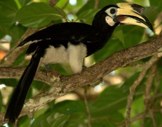 Mengenal Si unik Burung Rangkong (Enggang)