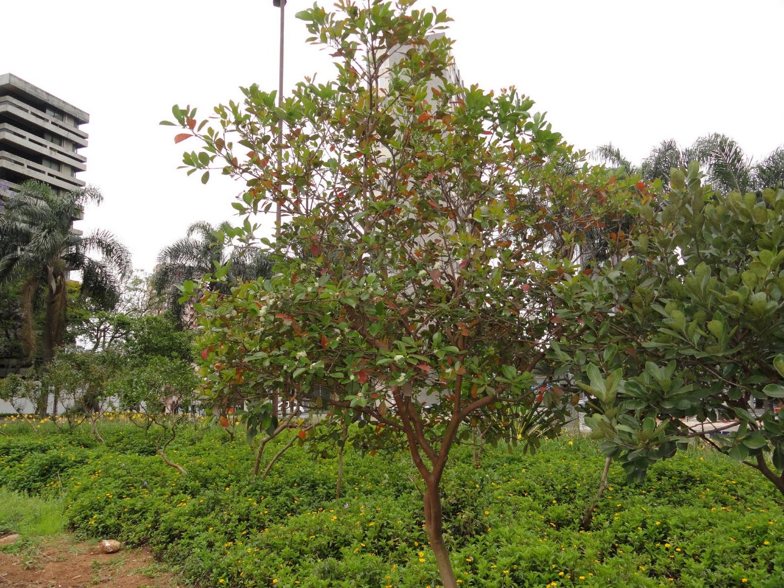 FRUTAS BRASIL: TIPOS DE ARAÇA