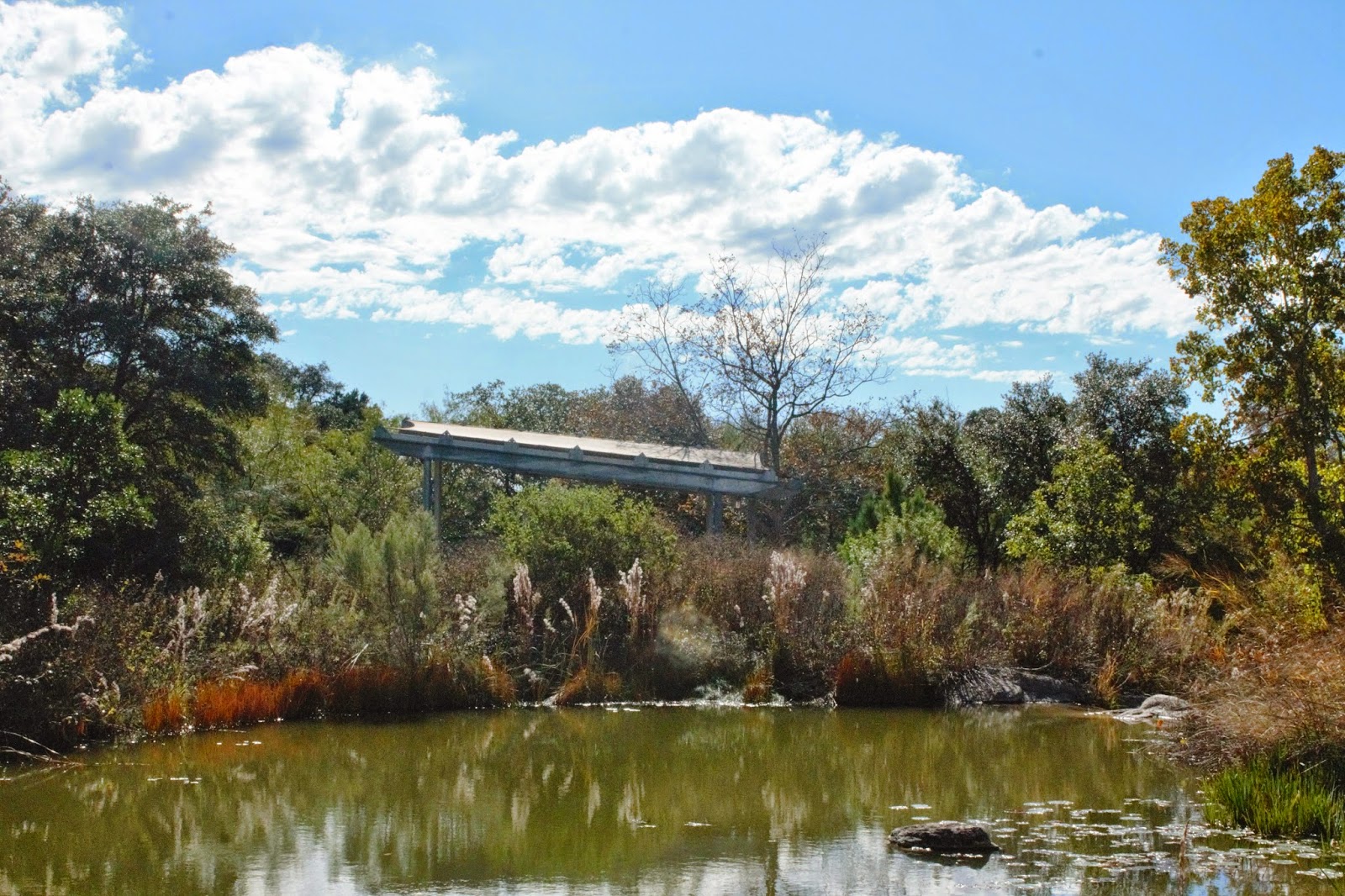 pearl + honey: Austin Science + Nature Center
