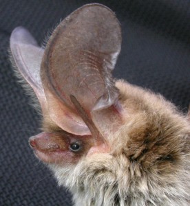 Argentina nativa: Murciélago orejudo chico (Histiotus montanus)