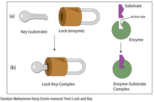 Perhatikan gambar simulasi berikut ini! Mekanisme kerja enzim yang ...