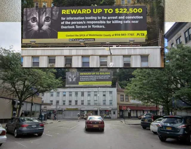 Cat Chit Chat: PETA Chases Mass Cat Killer With Billboard Advertisement