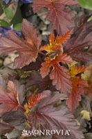 Ninebark - Physocarpus opulifolius - beautiful leaves, bark & flowers