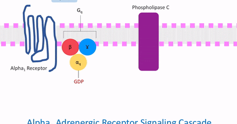 Internal Medicine Pharmacotherapy: "How it works" series: Midodrine