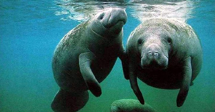 WHAT IS A MANATEE? |The Garden of Eaden