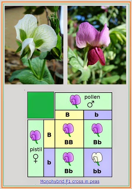 BIOLOGI GONZAGA: MENDELISM - GENETIKA
