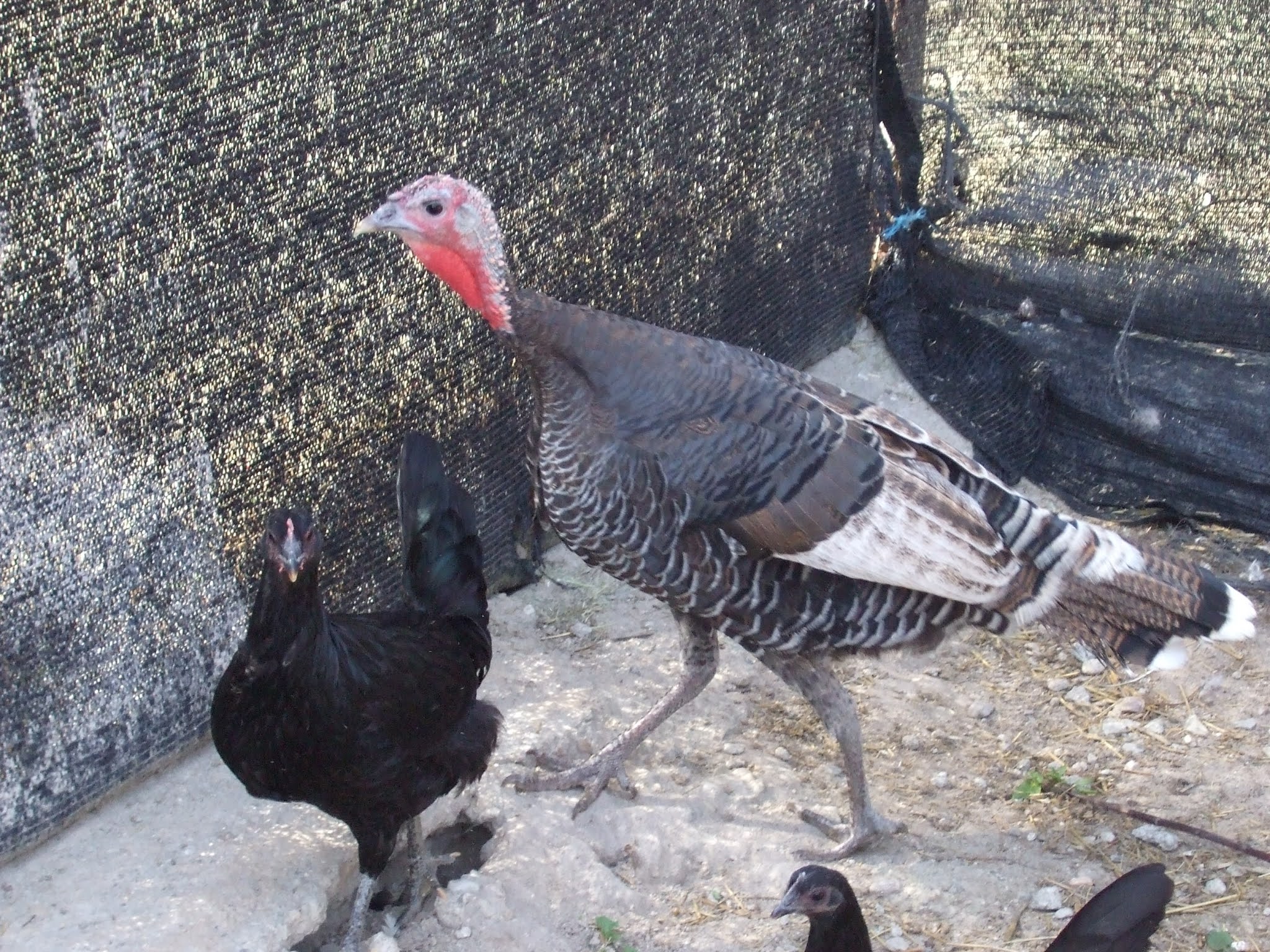 EL CUADERNO DE SILVESTRE: EL PAVO COMÚN, GALLIPAVO O GALLINA DE INDIAS