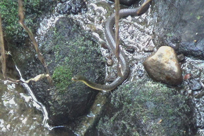Colubrid snakes (Colubridae)