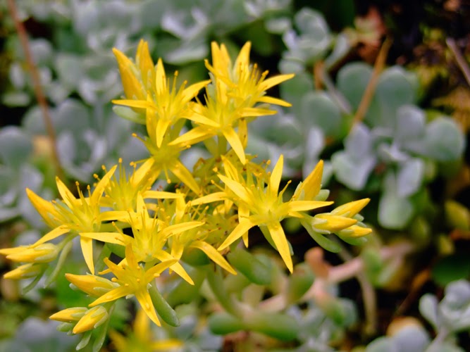 Sedum oreganum - Oregon stonecrop care and culture | Travaldo's blog