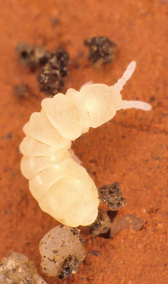 Beyond the Human Eye: Springtails