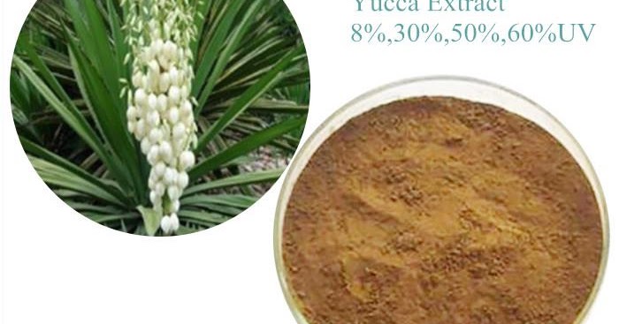 What is the yucca extract