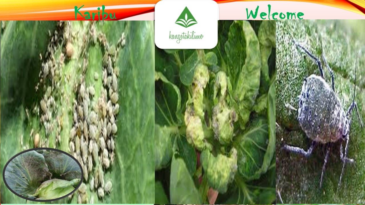 Kangetakilimo: KILIMO BORA CHA KABICHI NA KANGETAKILIMO