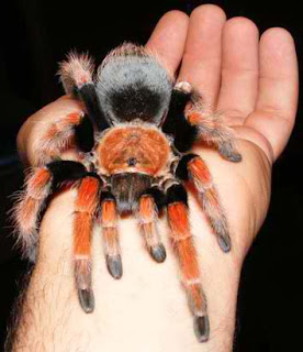 Top 10 tarantulas for beginner ~ Tarantula Hub