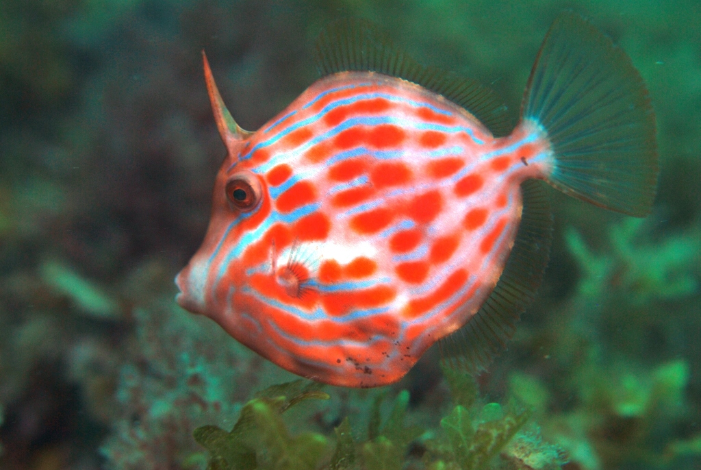Ten colourful fish that call the Great Southern Reef home