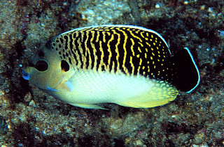 D' Ocean Aquarium: Ikan Angel (Angelfish)