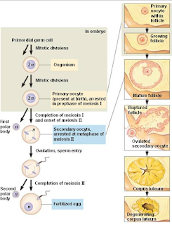 What is Oogenesis | prenatal and postnatal stages of oogenesis