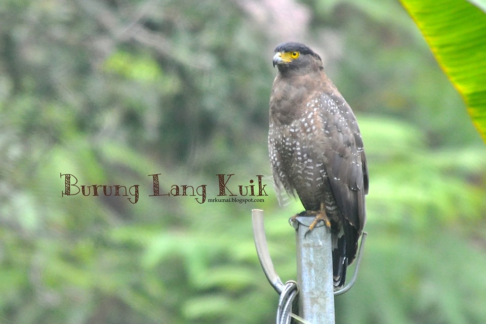 mrkumai.blogspot.com: Koleksi Burung di Cameron Highlands : Lang Kuik ...