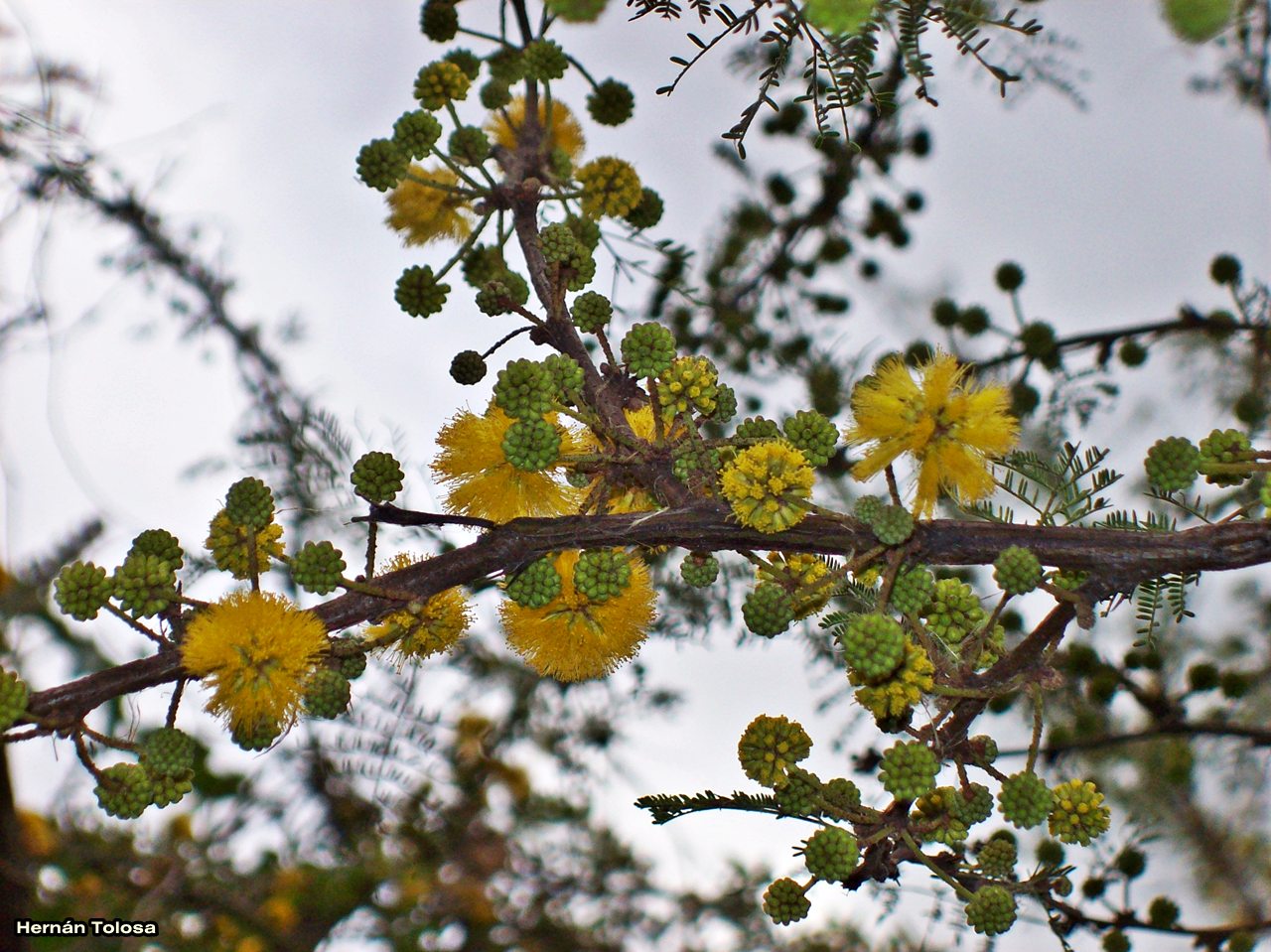 Flora Bonaerense: Espinillo (Acacia caven)