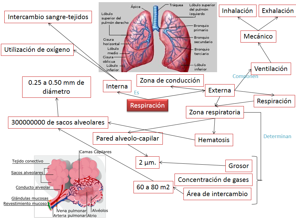 Blog 2 de Fisiología de Vladimir Solabdias Quiñonez Palacios: Sistema respiratorio