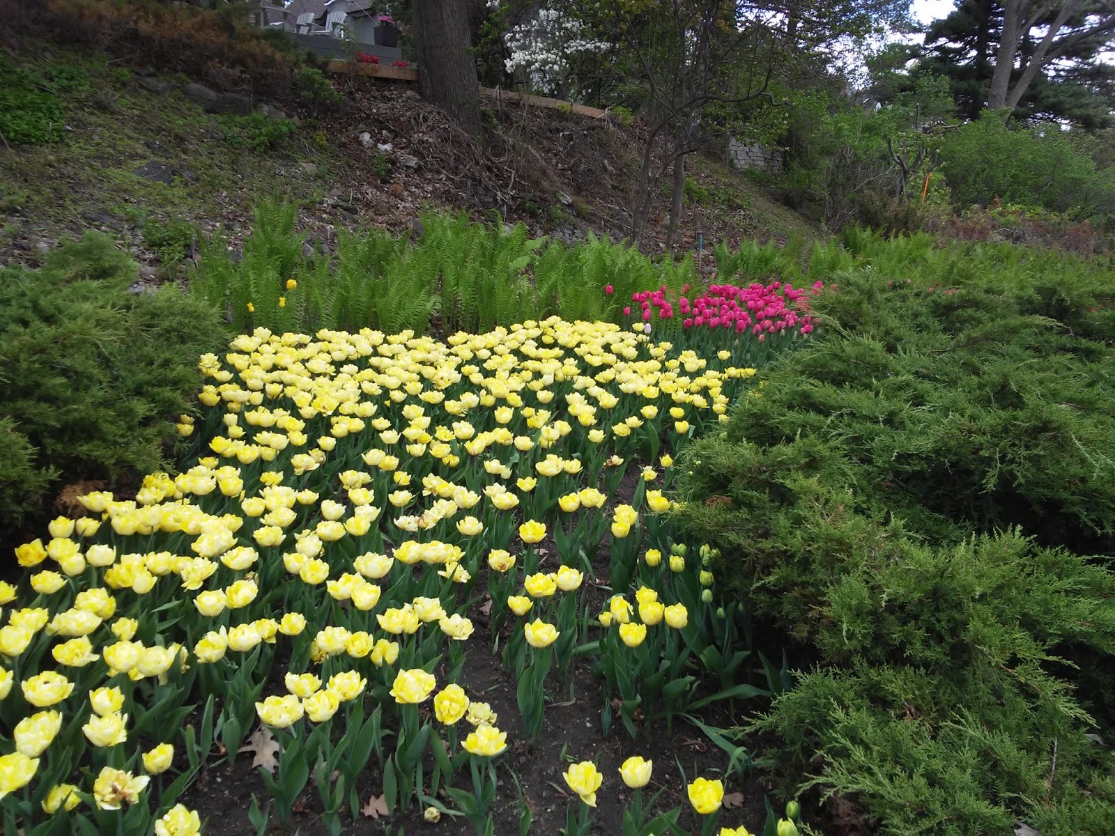 Ottawa Daily Photo: The Flow Of Tulip Beds