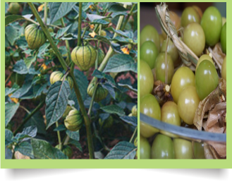 khasiat ceplukan untuk kesehatan | medusa