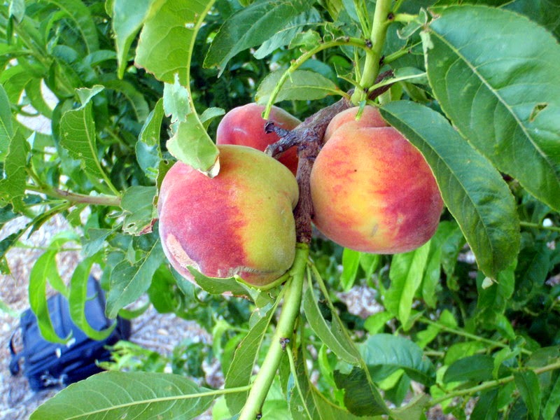 Xtremehorticulture of the Desert: Peaches Can Be Harvested Early