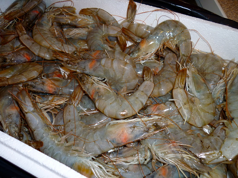 Helena Halme Author: December 2011