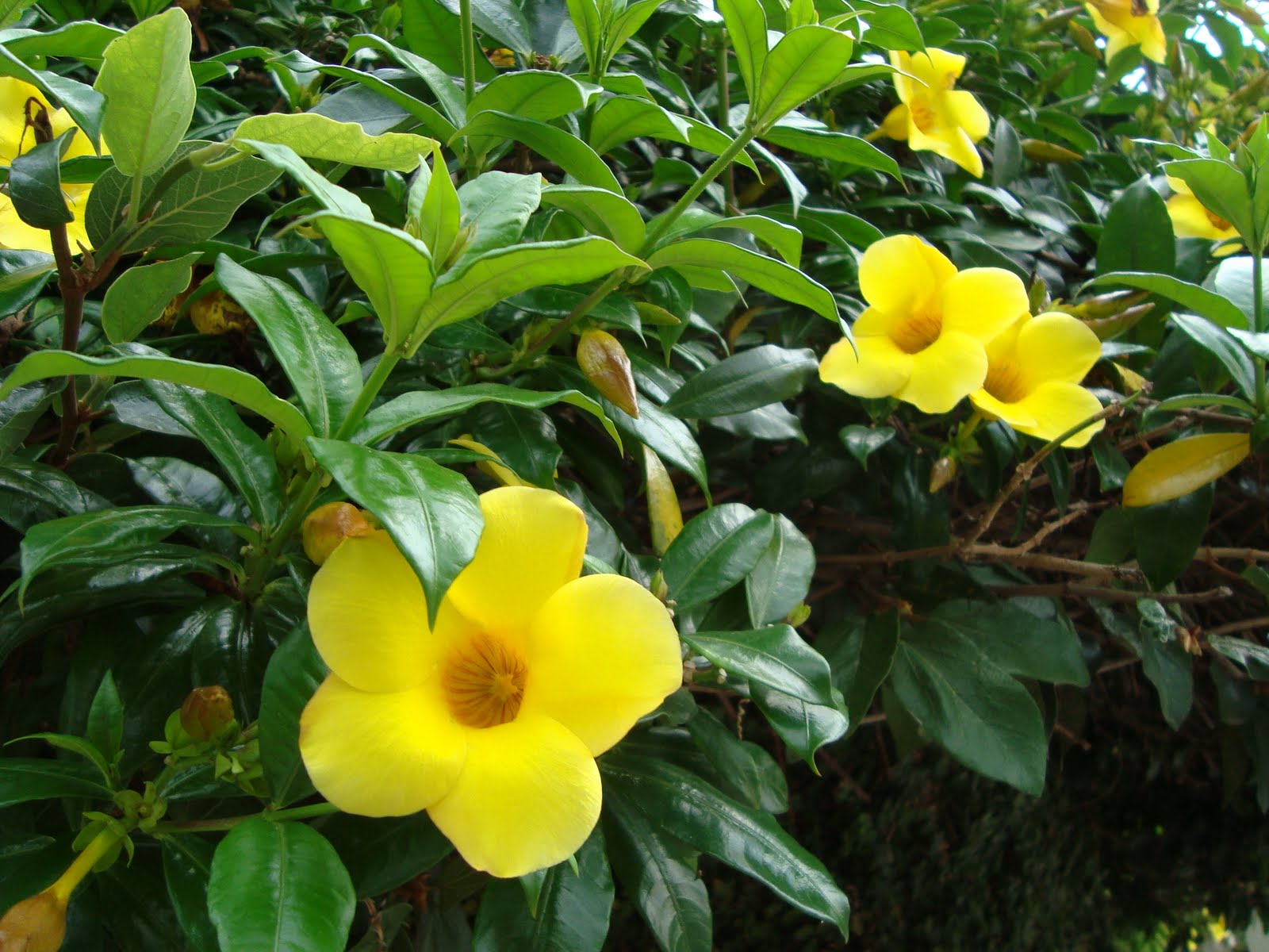Fênix Plantas e Jardins: GUIA DE TREPADEIRAS: Alamanda