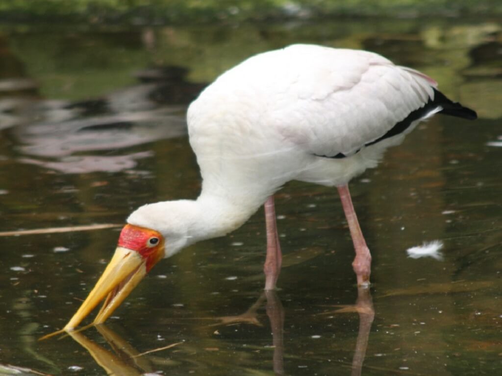 Burung Botak Upeh Photo - My Picture Factory