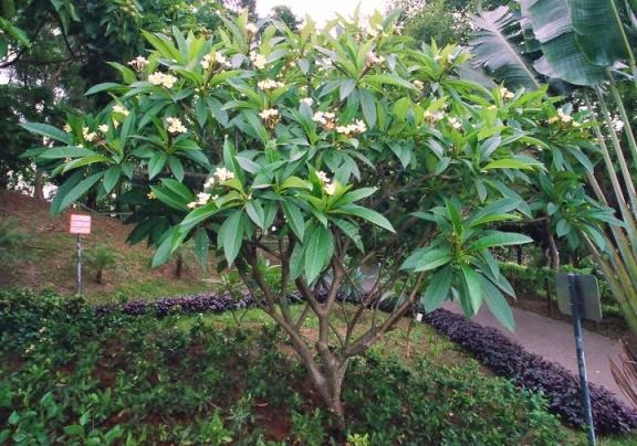 KAMBOJA BALI, JUAL POHON KAMBOJA MURAH, KAMBOJA BUNGA MERAH, KAMBOJA ...