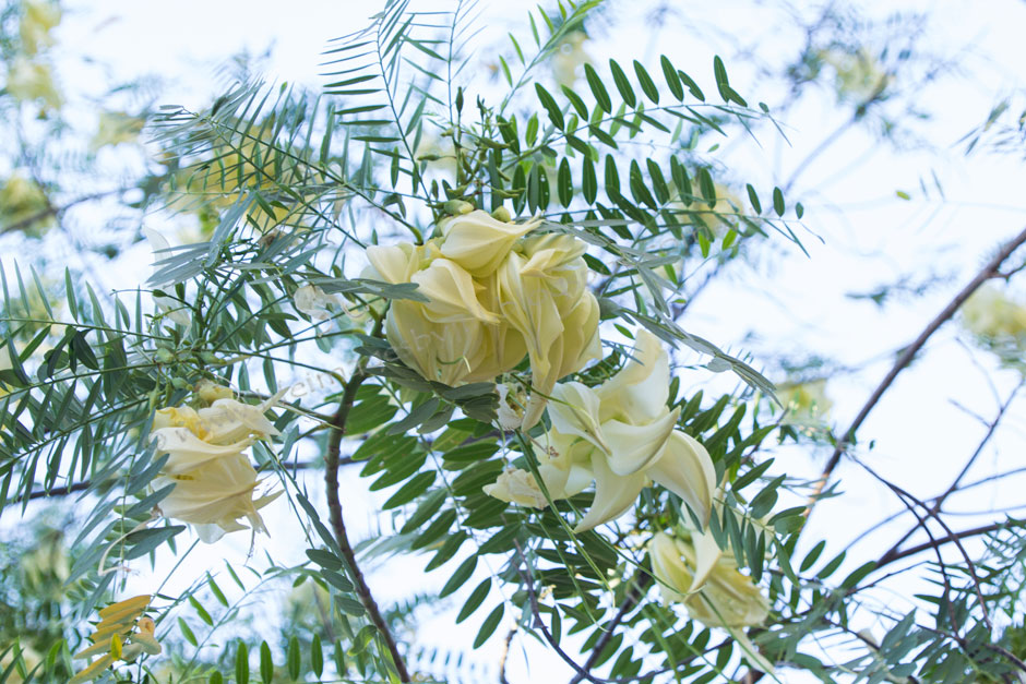 Life Images by Jill: The White Dragon Tree of Northern Australia ...