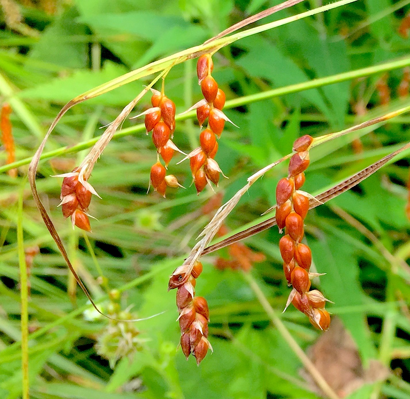 Vestal Grove: Faith In A Sedge Seed