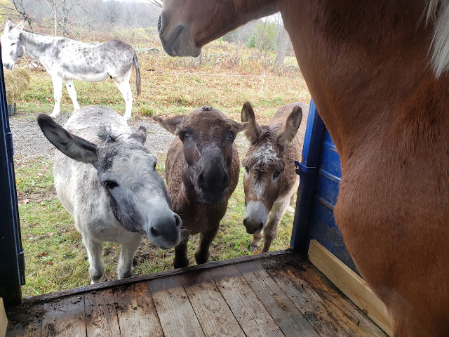 The Dancing Donkey: Happy Mule Appreciation Day