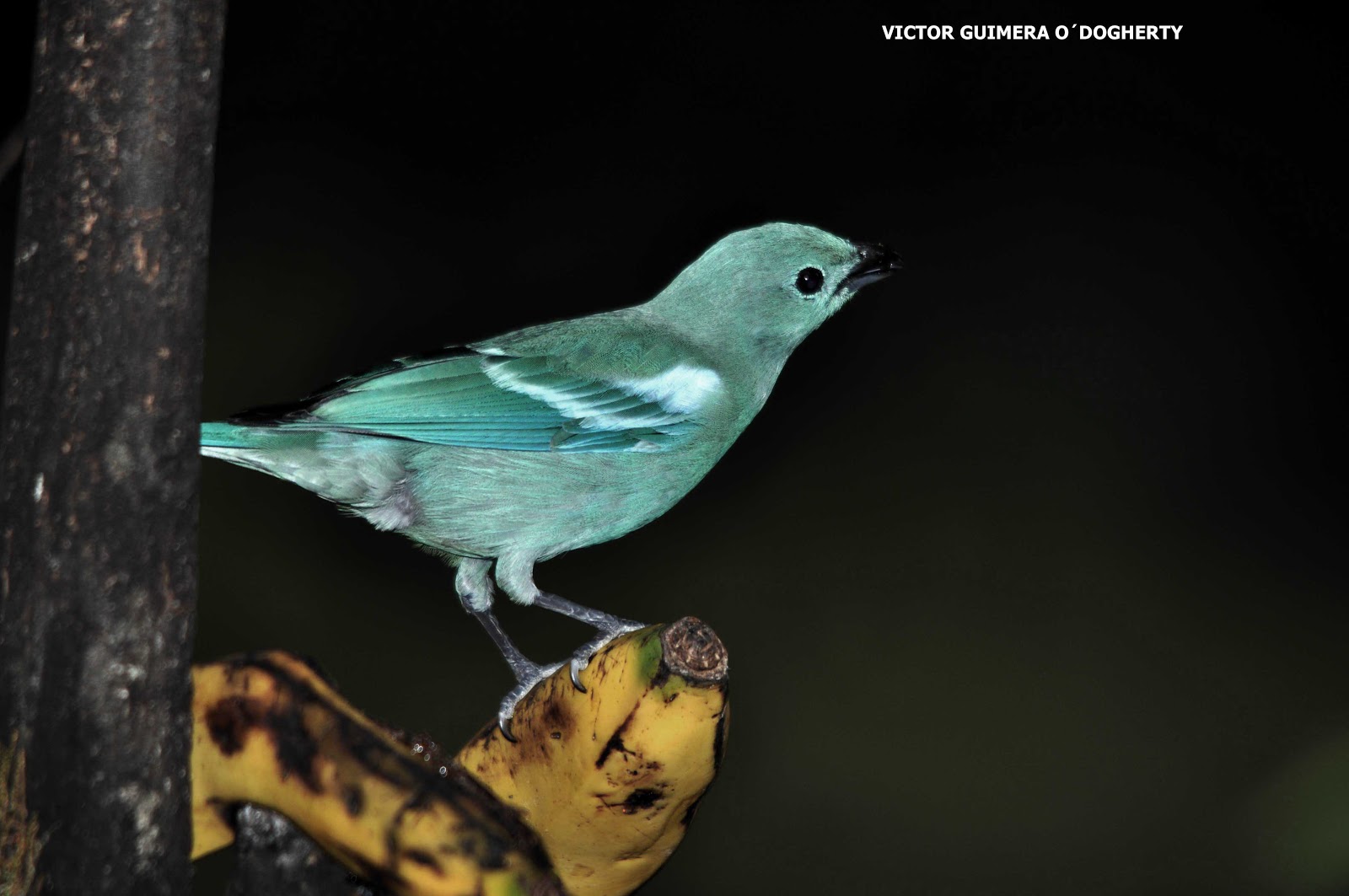 Mis imágenes de aves: OTRAS FOTOS DE TANGARAS PERUANOS