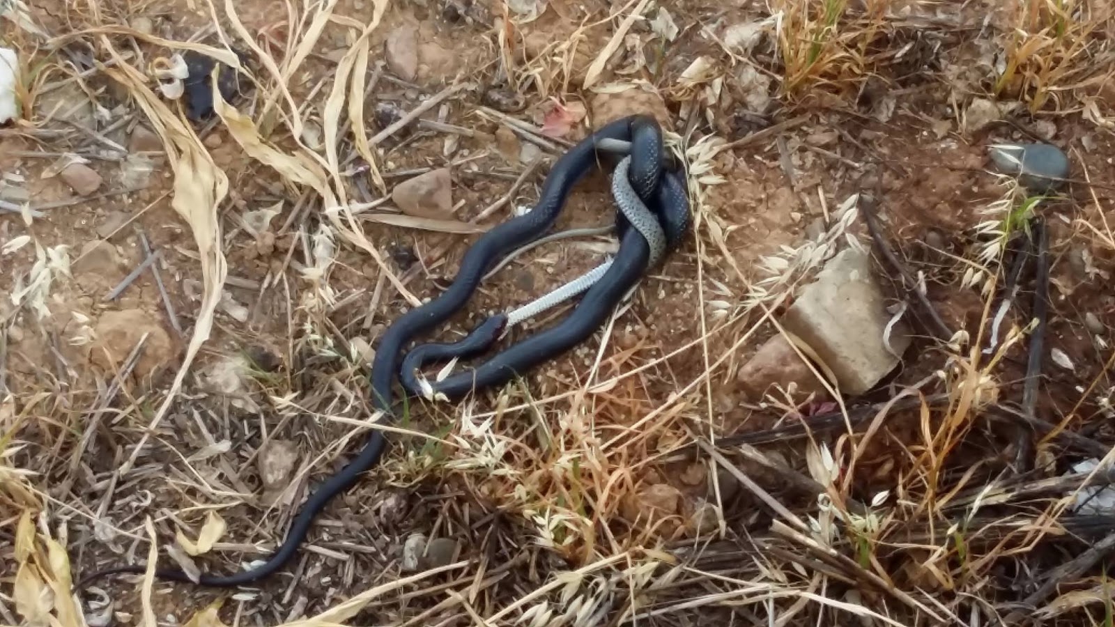 Biodiversity of Cyprus by NGO Protection of the Natural Heritage and ...