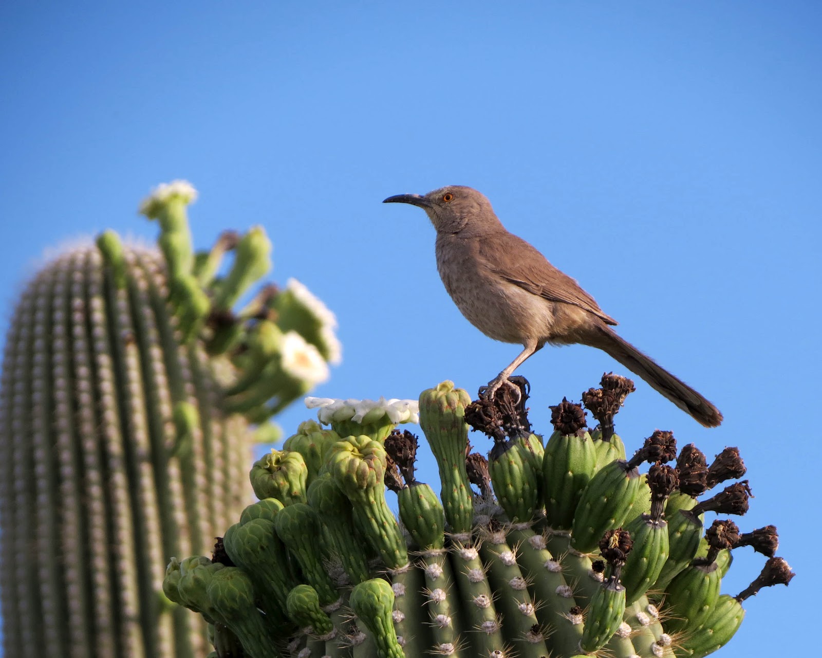 Desert Colors: June Birds