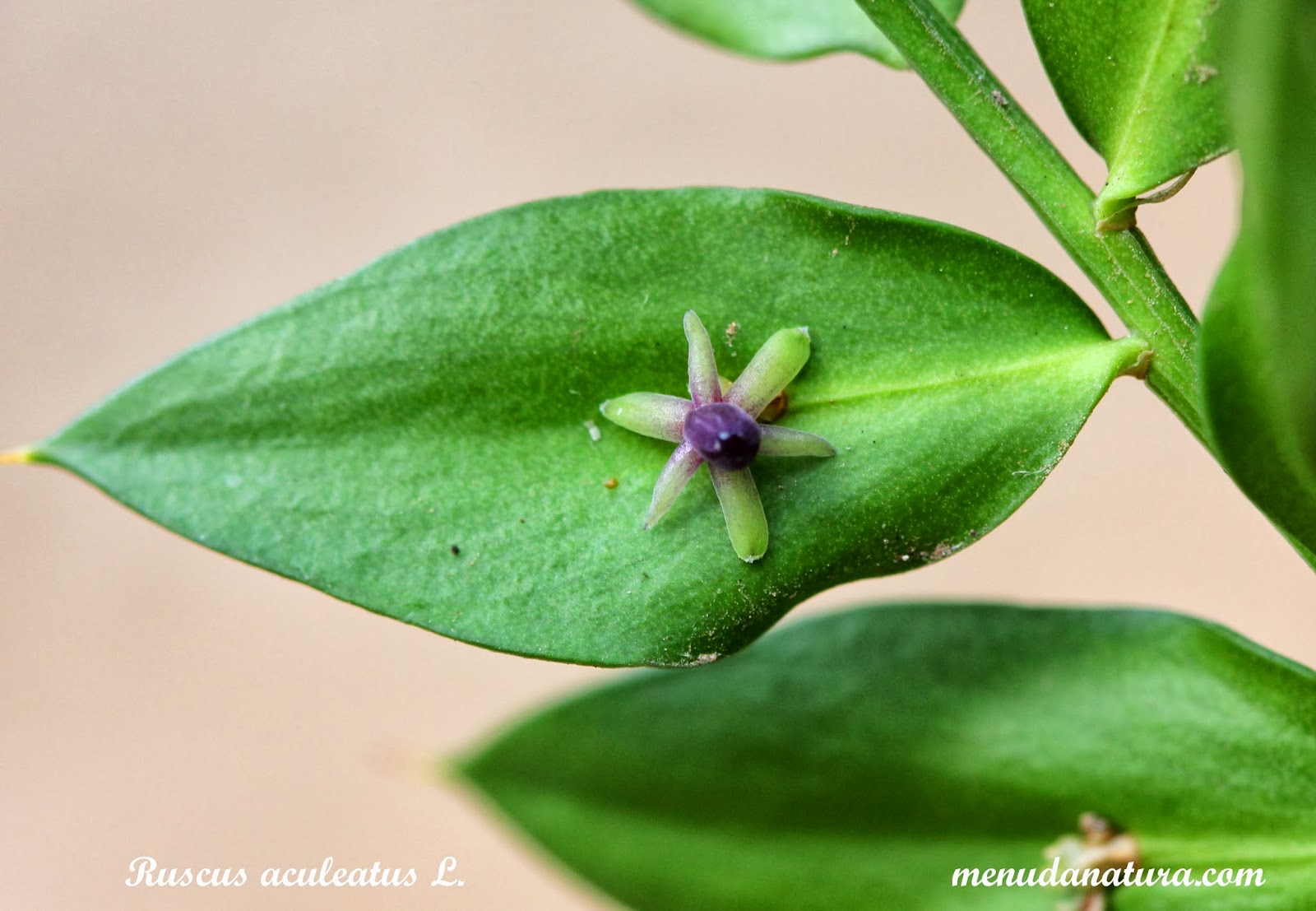 Menuda Natura: Ruscus aculeatus L.