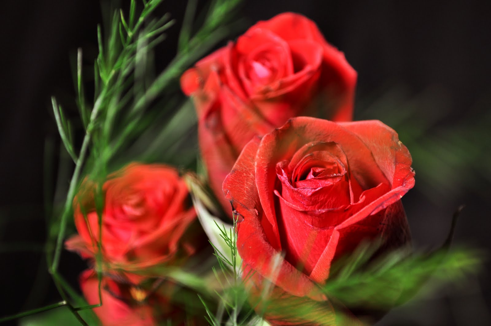 Romantic / Beautiful Red Rose
