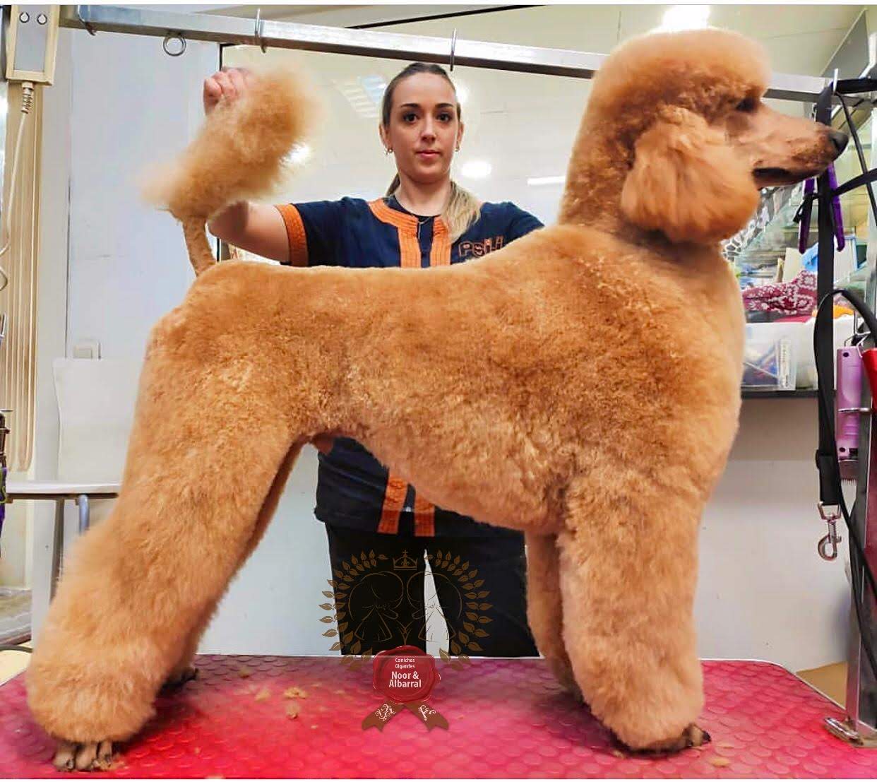 Nuestros cachorros de caniche gigante en sus familias - 🏆 Caniches ...