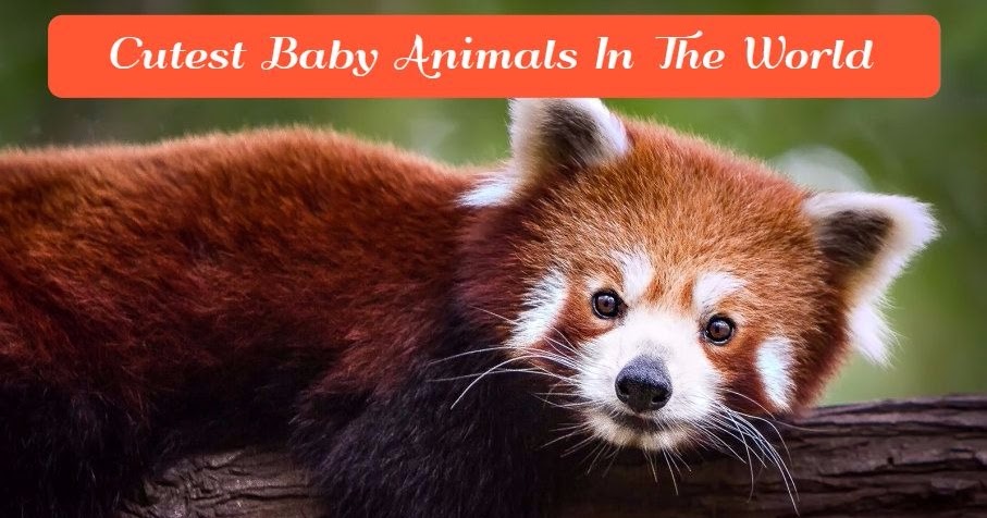 Cutest Baby Animals In The World