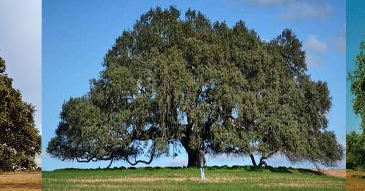 Encinas: origen e historia.: España cuida a las encinas mas grandes y ...
