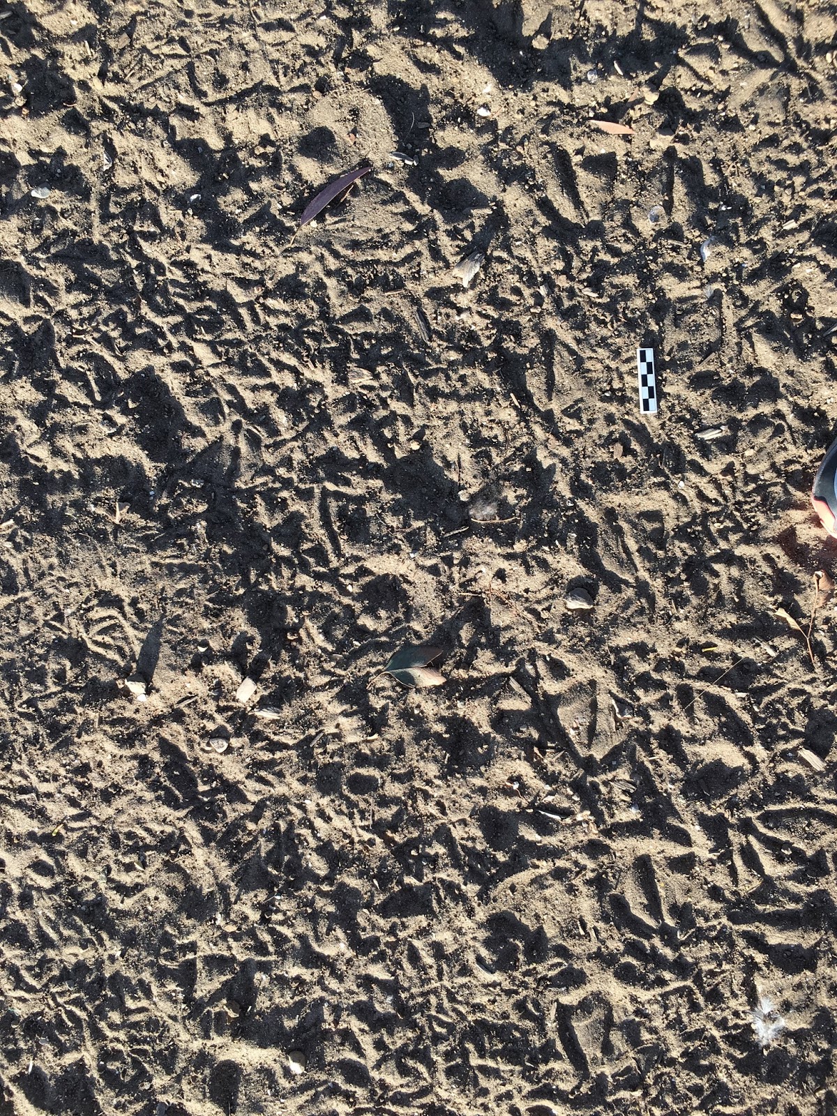 Mbote from San Diego: Mallard Duck Tracks at Miramar Lake