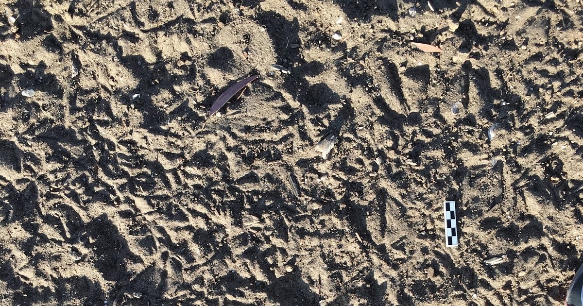 Mbote from San Diego: Mallard Duck Tracks at Miramar Lake