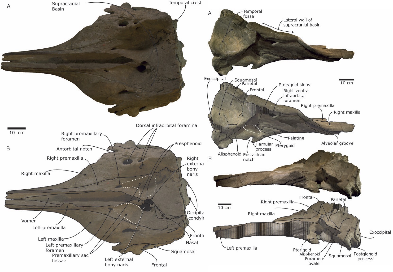 The Coastal Paleontologist: 2020 in review: advances in marine mammal ...