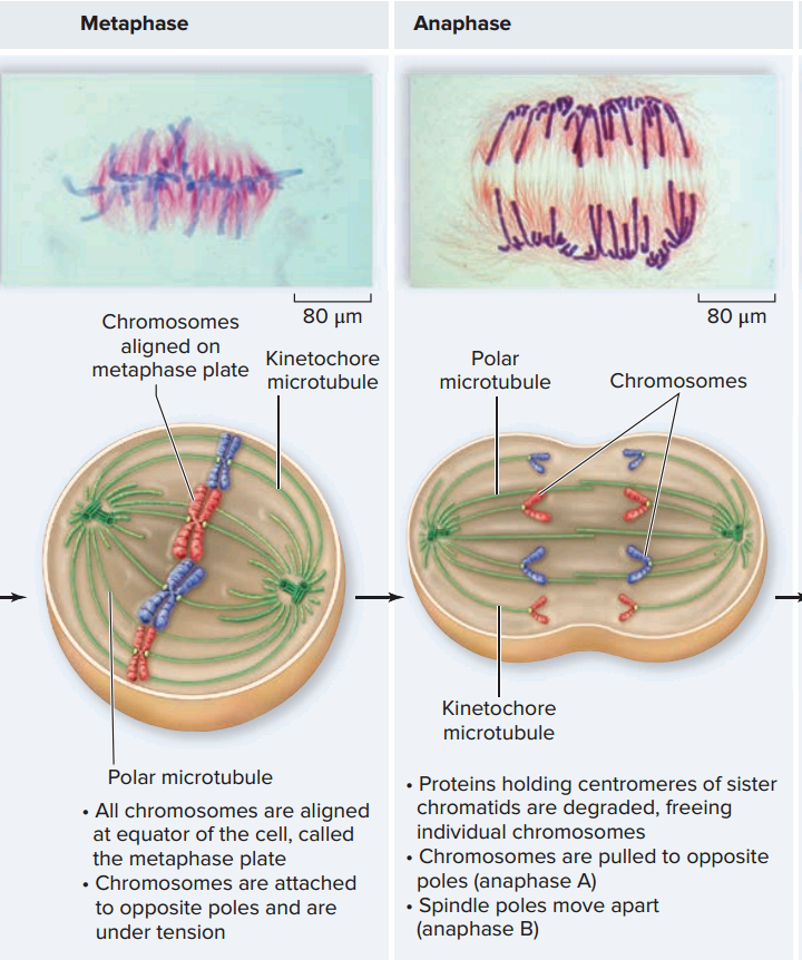 M-phase (Mitosis and Cytokinesis) - Biology